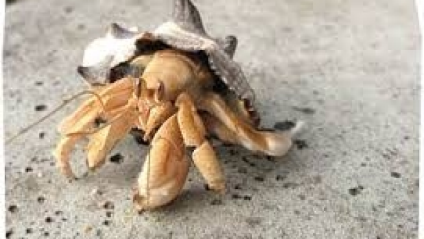 Are they really crazy crabs? - 6PR