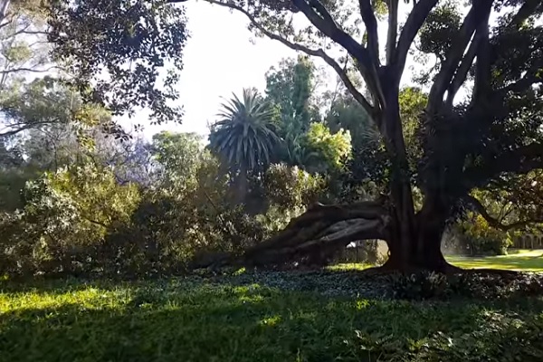 Giant Tree Snap - 6PR