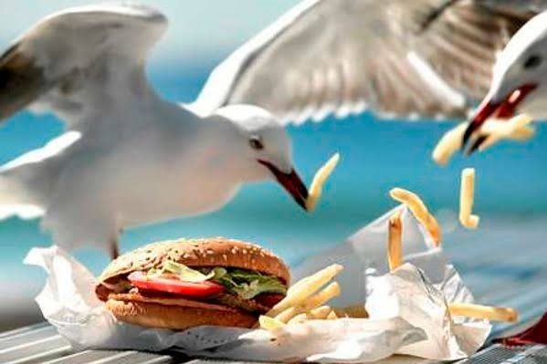 How to keep pesky seagulls away from your food – 6PR