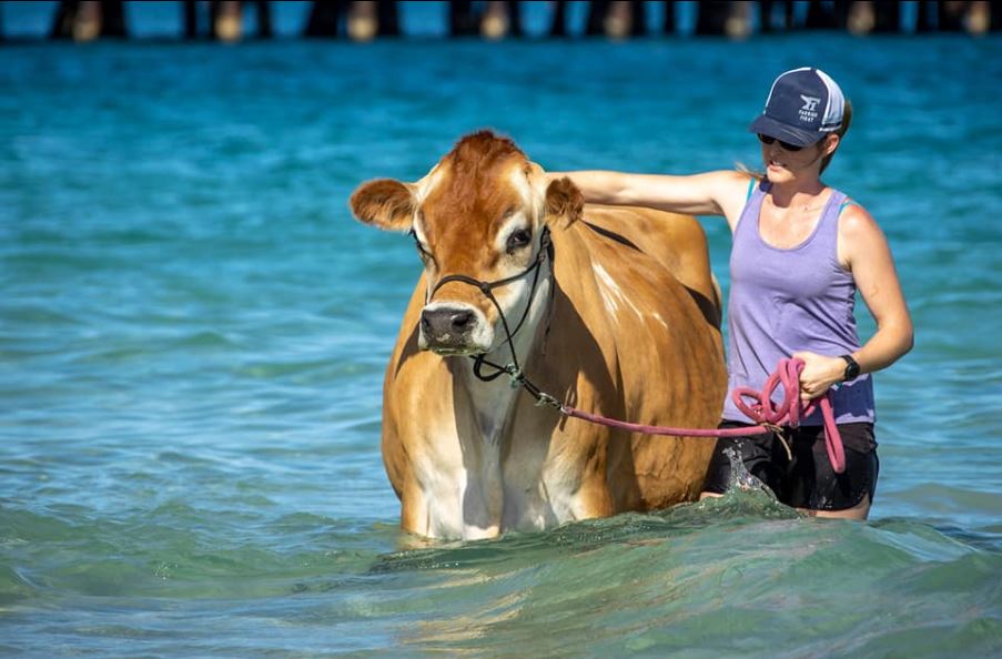It's so hot, even this cow mooved to cooler parts