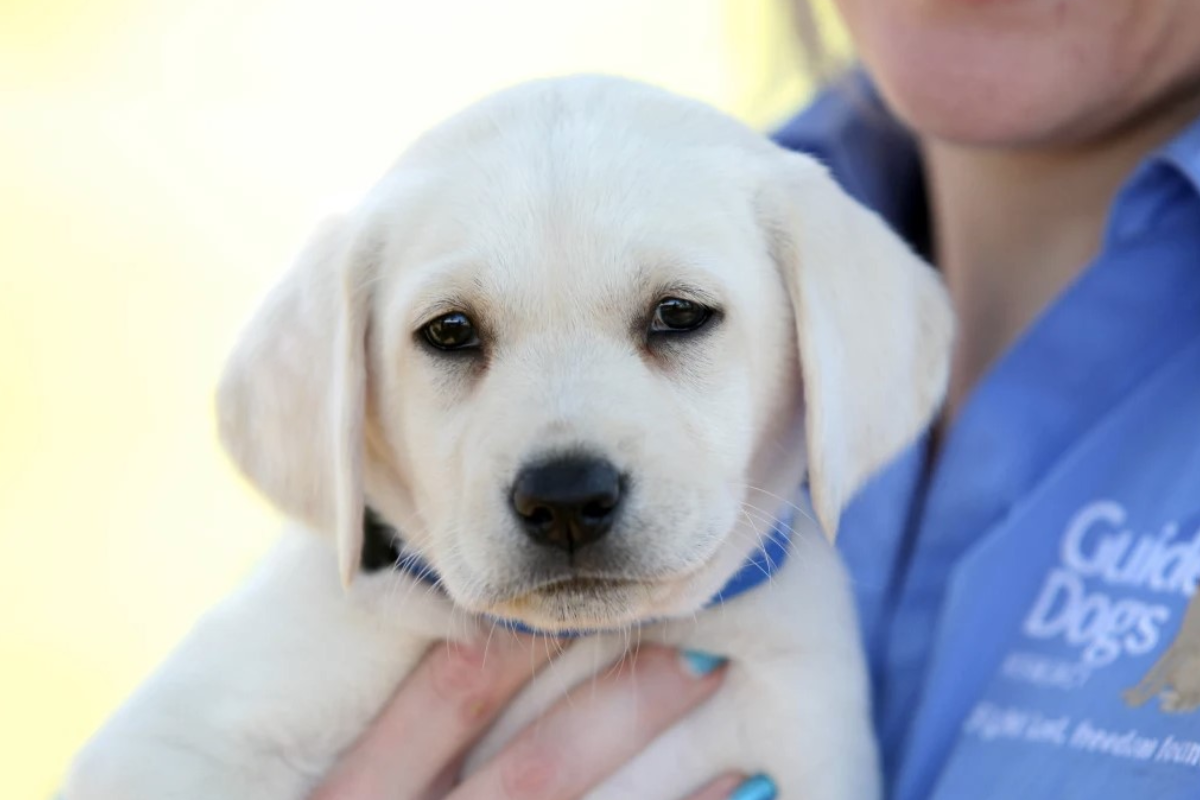 Guide Dogs WA desperately searching for 'Puppy Raisers'