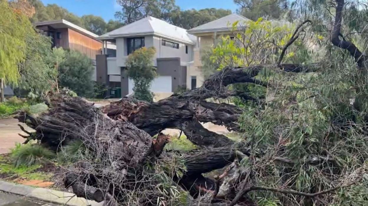 Roof blown from home, tree crashes through ceiling but relief in sight