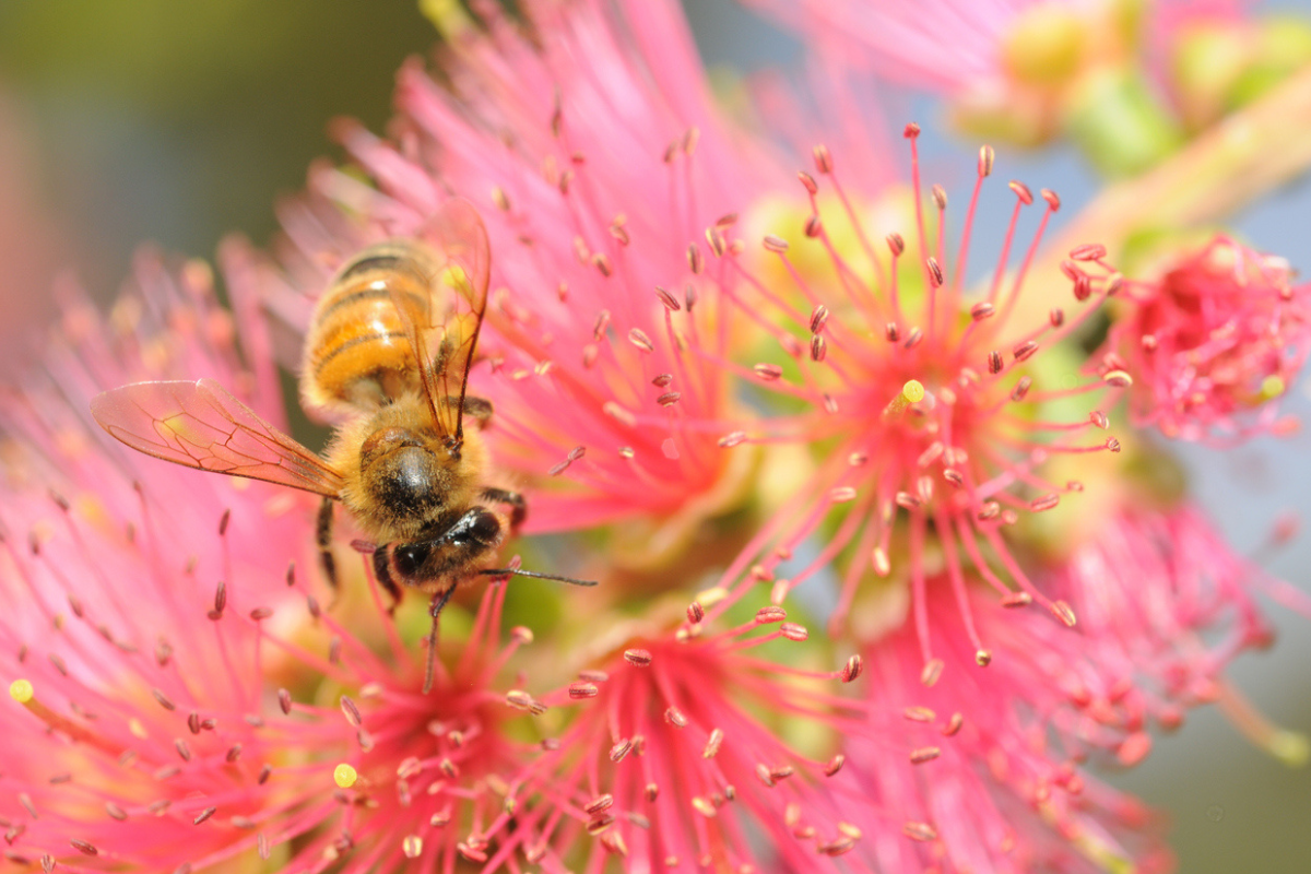 New species of bee found in Perth bushland