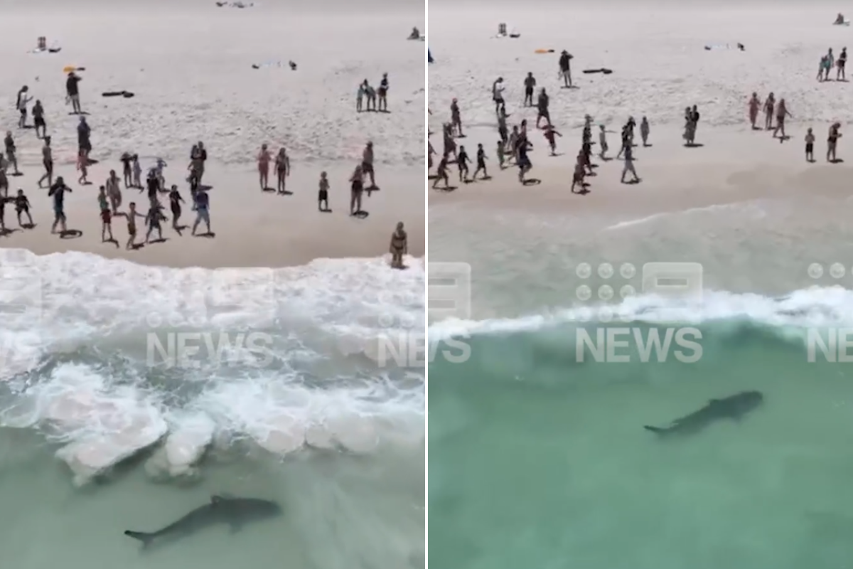 WATCH: Incredible footage of 2.5-metre tiger shark off Mullaloo beach