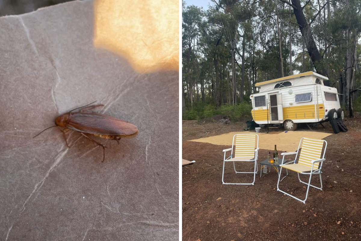 Collie campers rude awakening when a roach camped in her ear