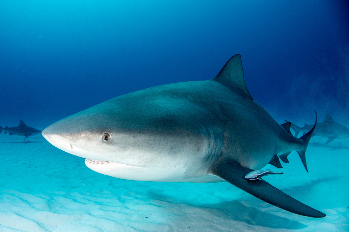 Why the Fisheries Minister believes swimmers are at 'low risk' of being ...