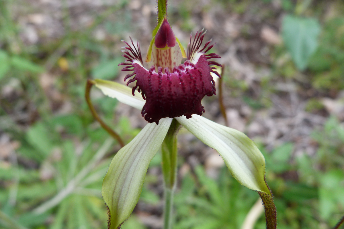 BREAKING: Up to 900 of WA's rarest orchids stolen from Kings Park