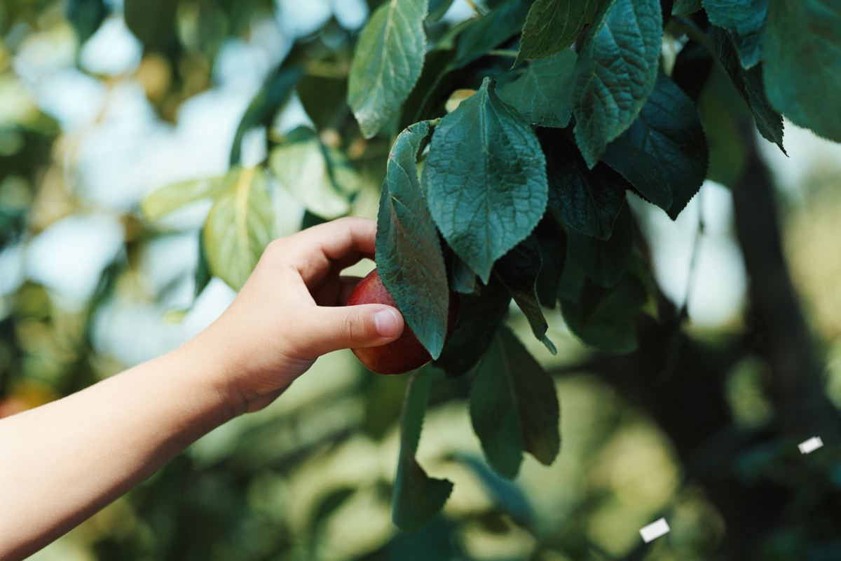 Aussie work ethic questioned by French fruit picker