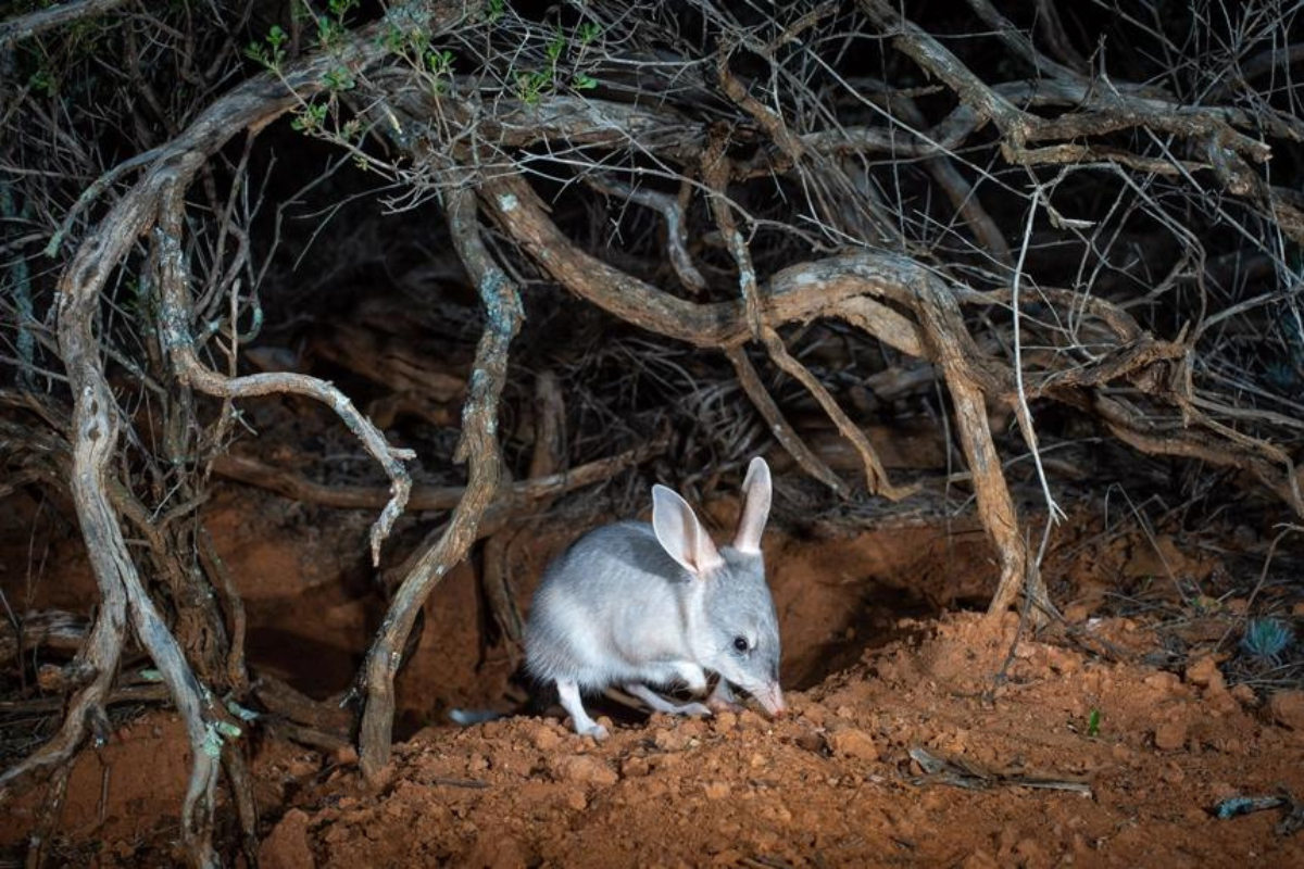 Numbers on the rise for one of Australia's most treasured animals