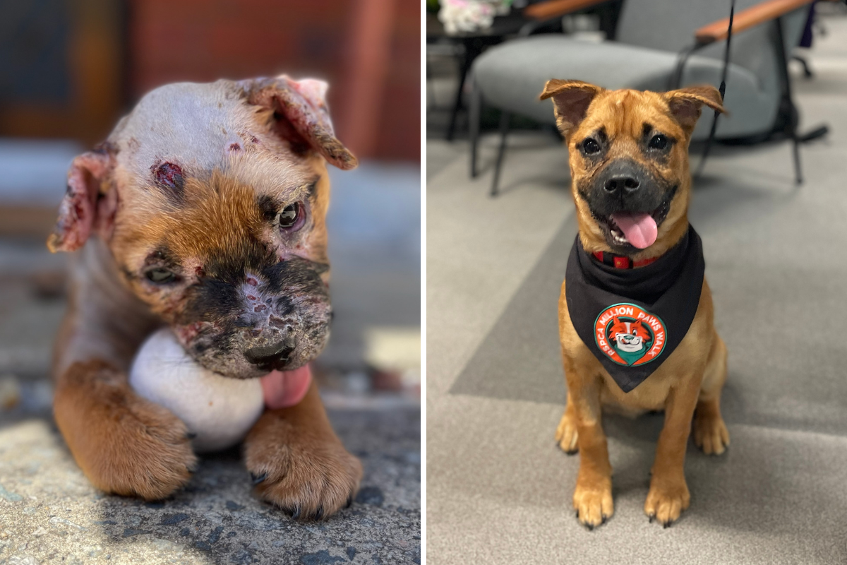 Million Paws Walk: How you can help puppies like Crumpet