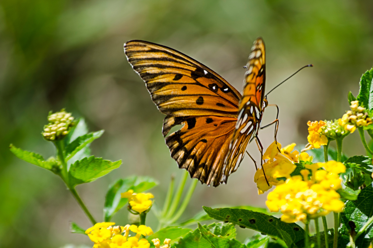 Where do butterflies come from? New research answers the big questions