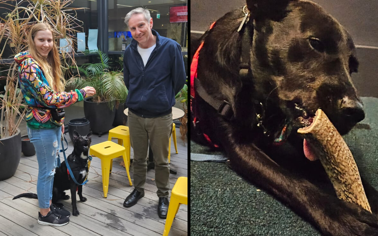 Who is Australia's top su-paw-star? Top Dog noms portray the best pups