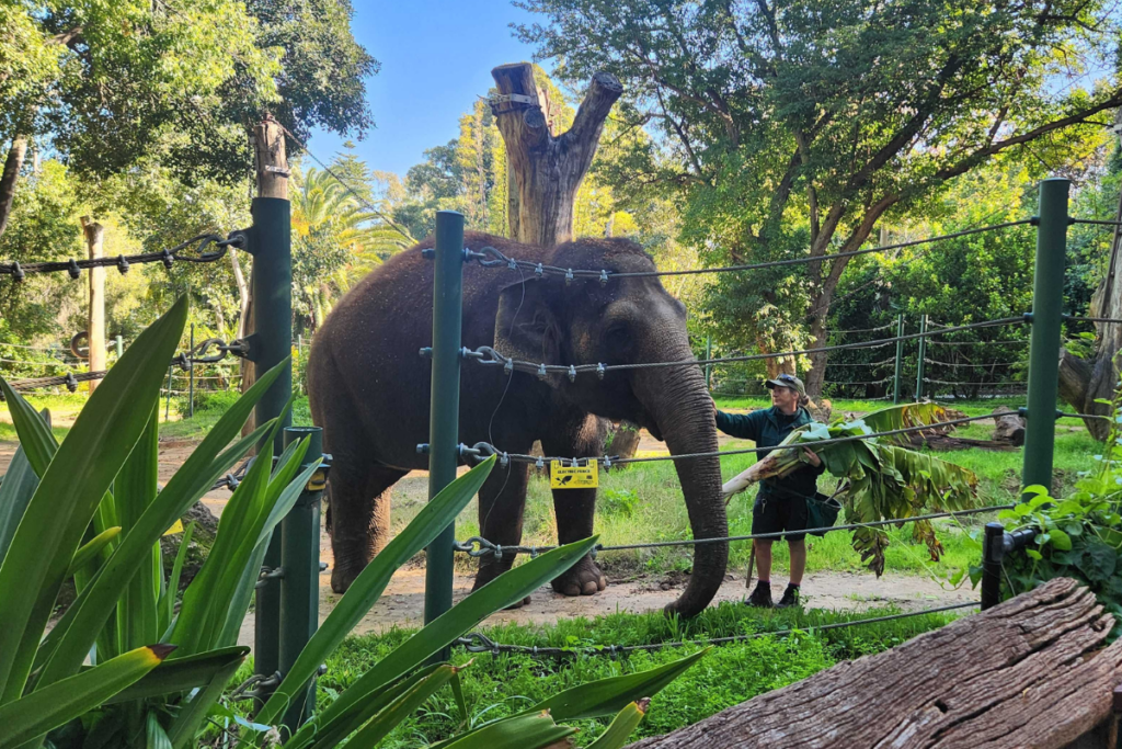 Perth Zoo's Asian elephants set to move to their 'forever home'