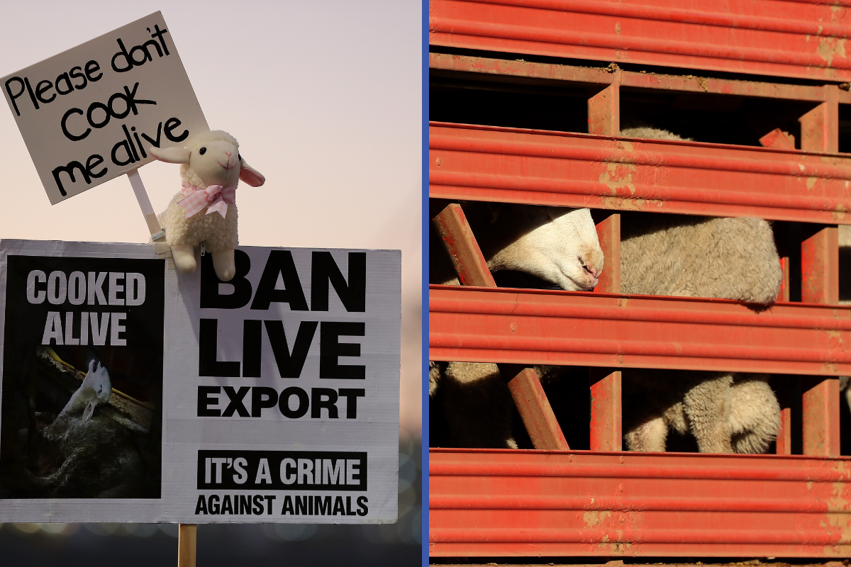 Farmers can't give sheep away as bottom falls out of live export industry