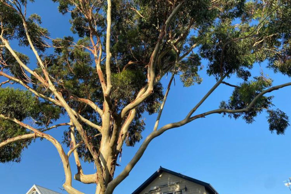 Pining for coverage: the big push to turn Perth into an 'urban forest'