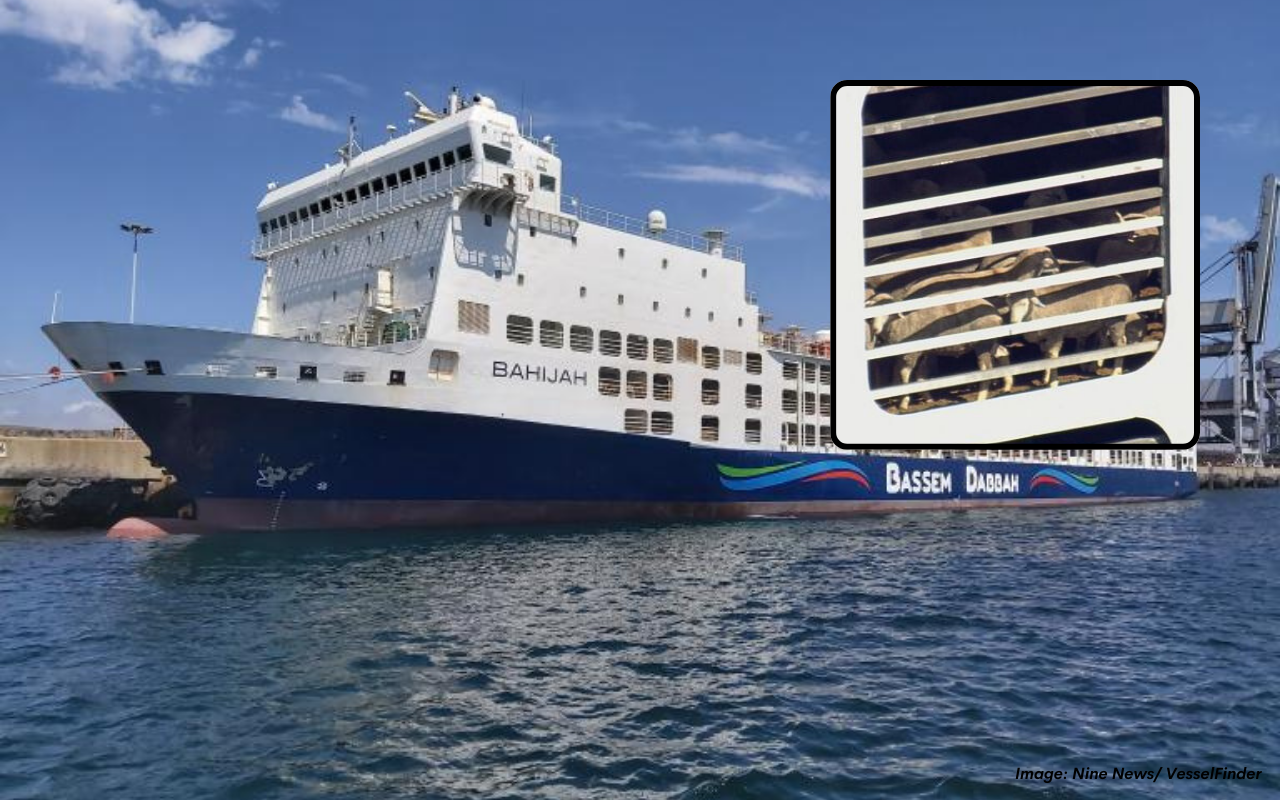 'No winners in this': animals dying on export ship facing second week ...