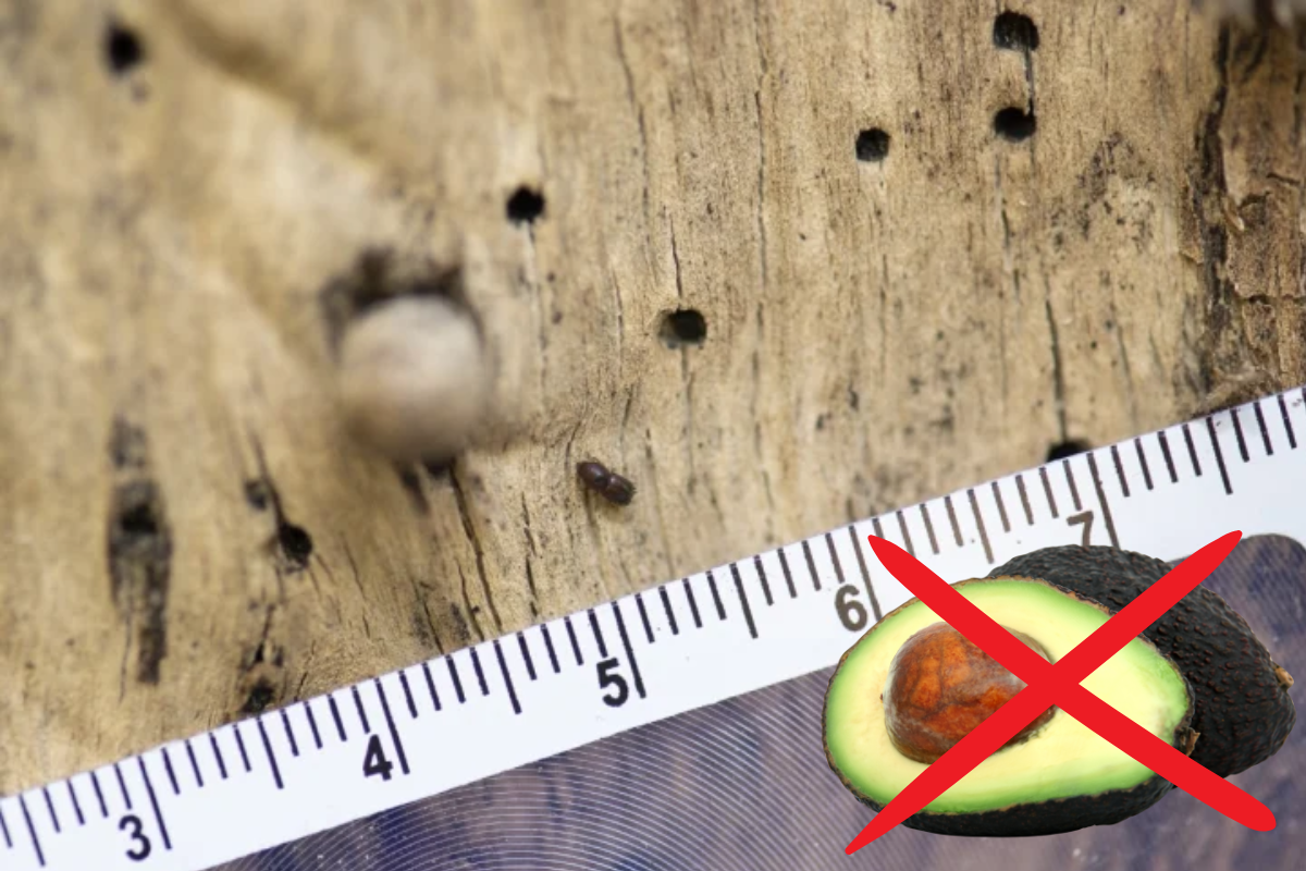 WA Avocado industry facing potentially "catastrophic" damage from shot ...