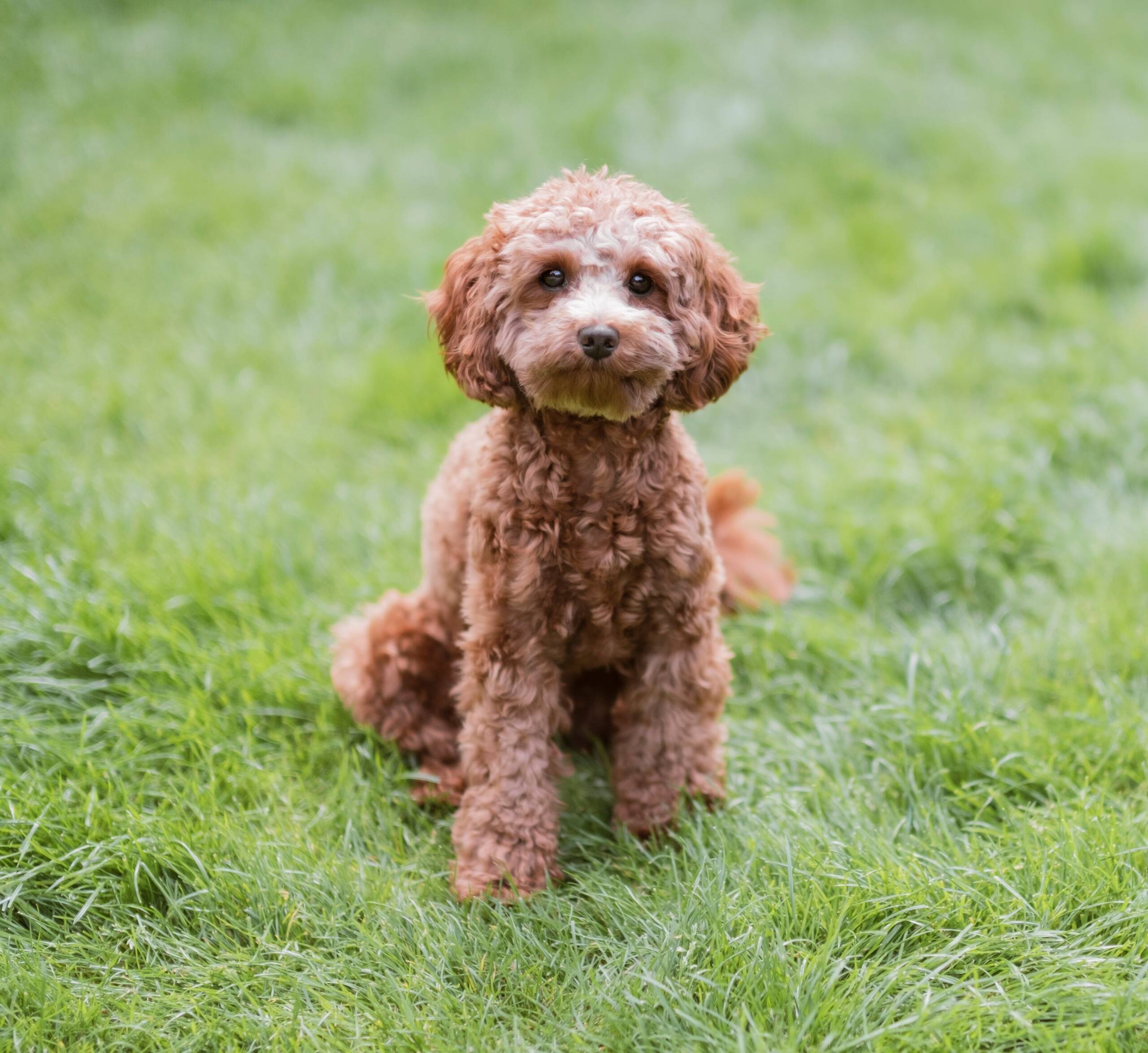 New data shows Cavoodles are Australia’s favourite dog breed