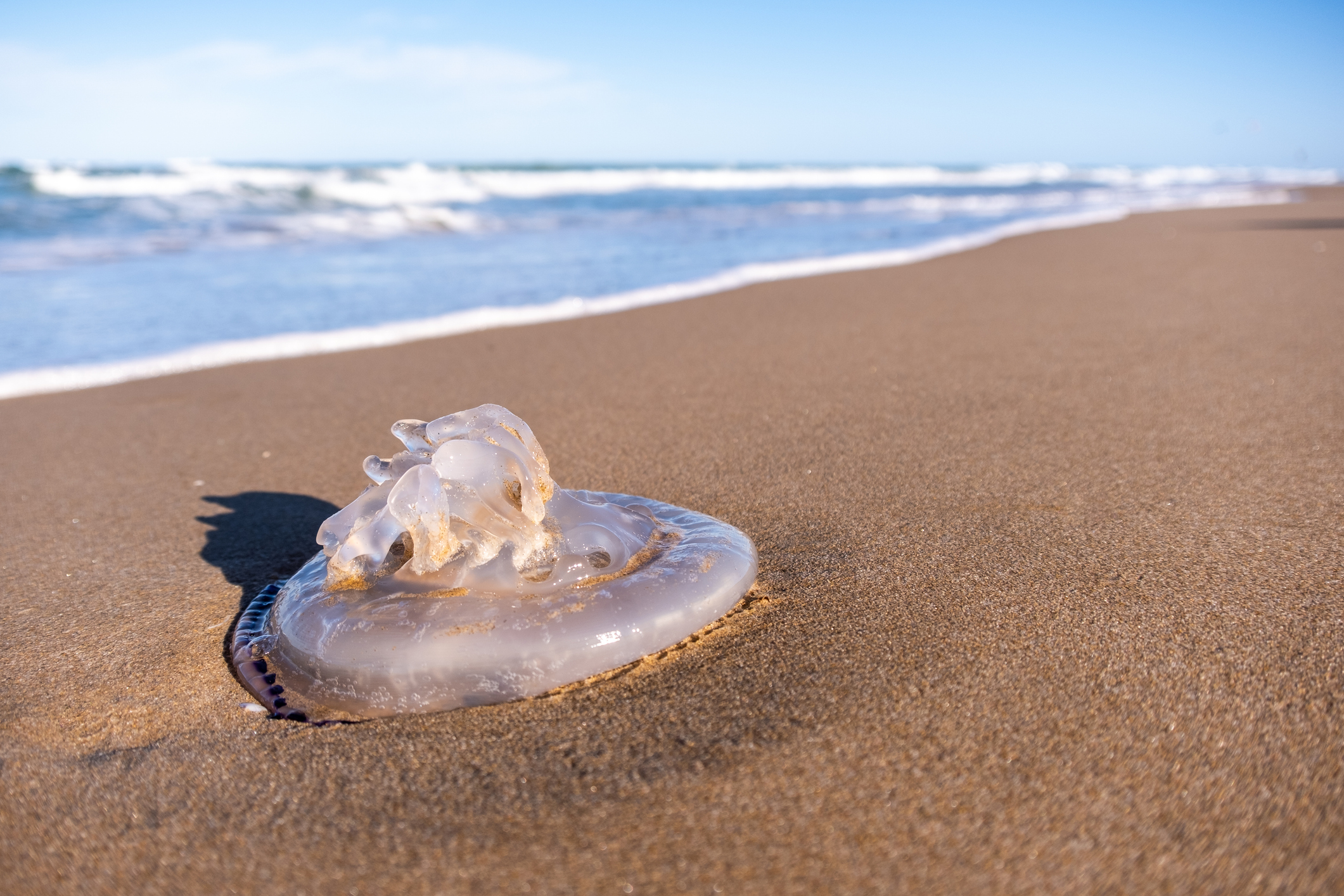 Western Australians urged to watch for blue bottles, box jellyfish and ...